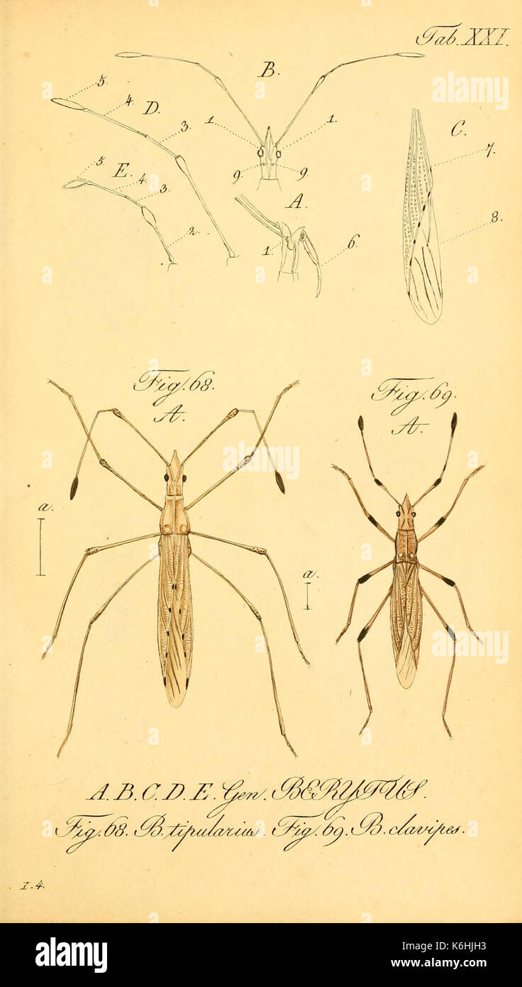 Die wanzenartigen Insecten (Tab. XXI) (6096001069 Stock Photo - Alamy