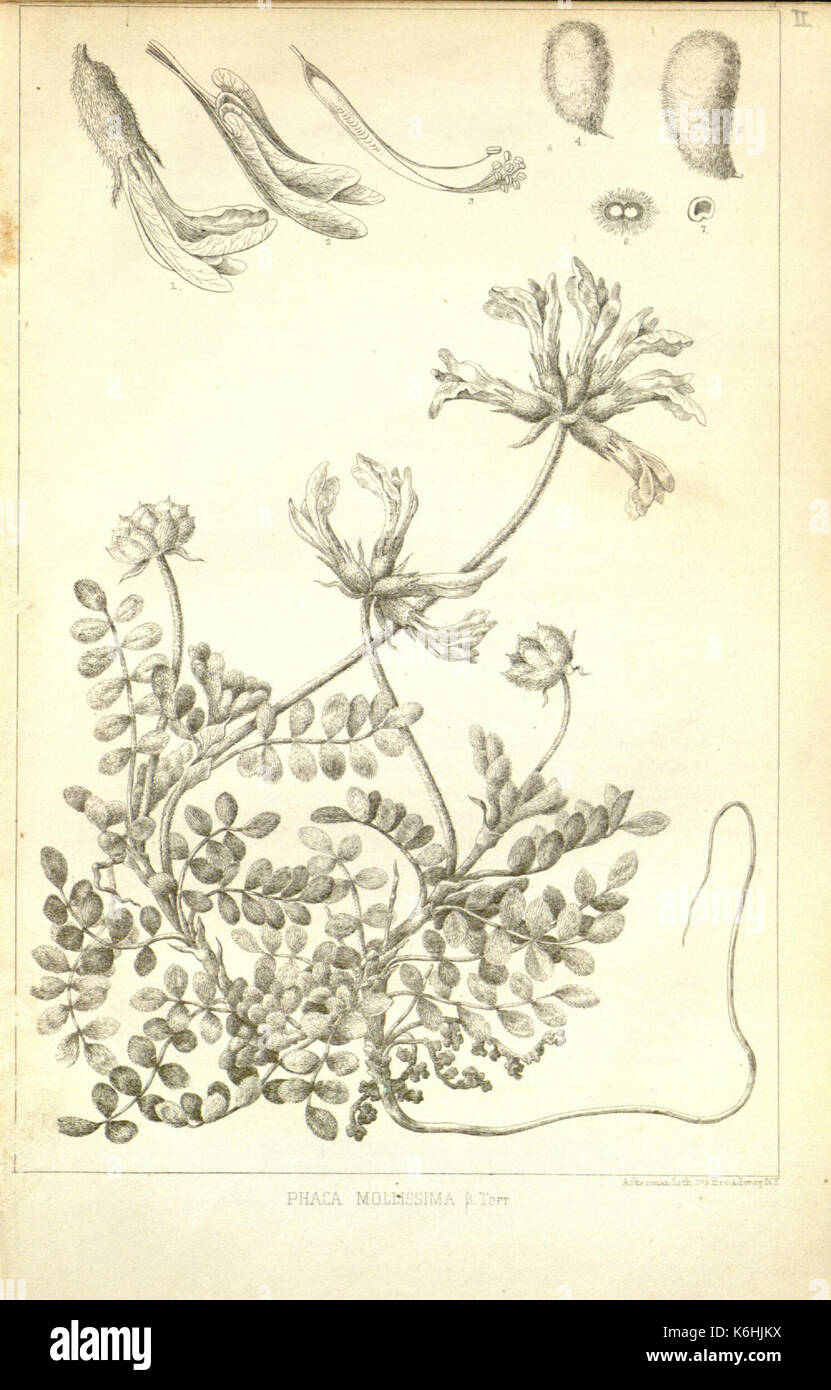 Catalogue of plants collected by the expedition (Plate II) BHL30455882 ...