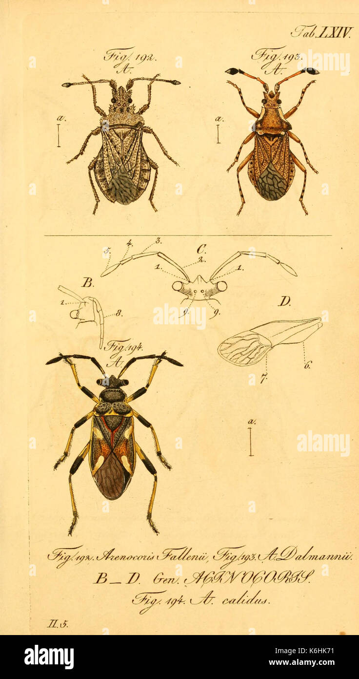 Die wanzenartigen Insecten (Tab. LXIV) (6096555998 Stock Photo - Alamy