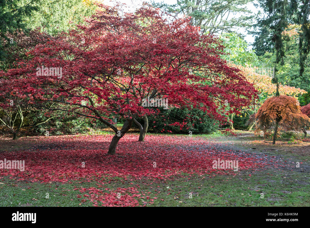 Acer red wine hi-res stock photography and images - Alamy