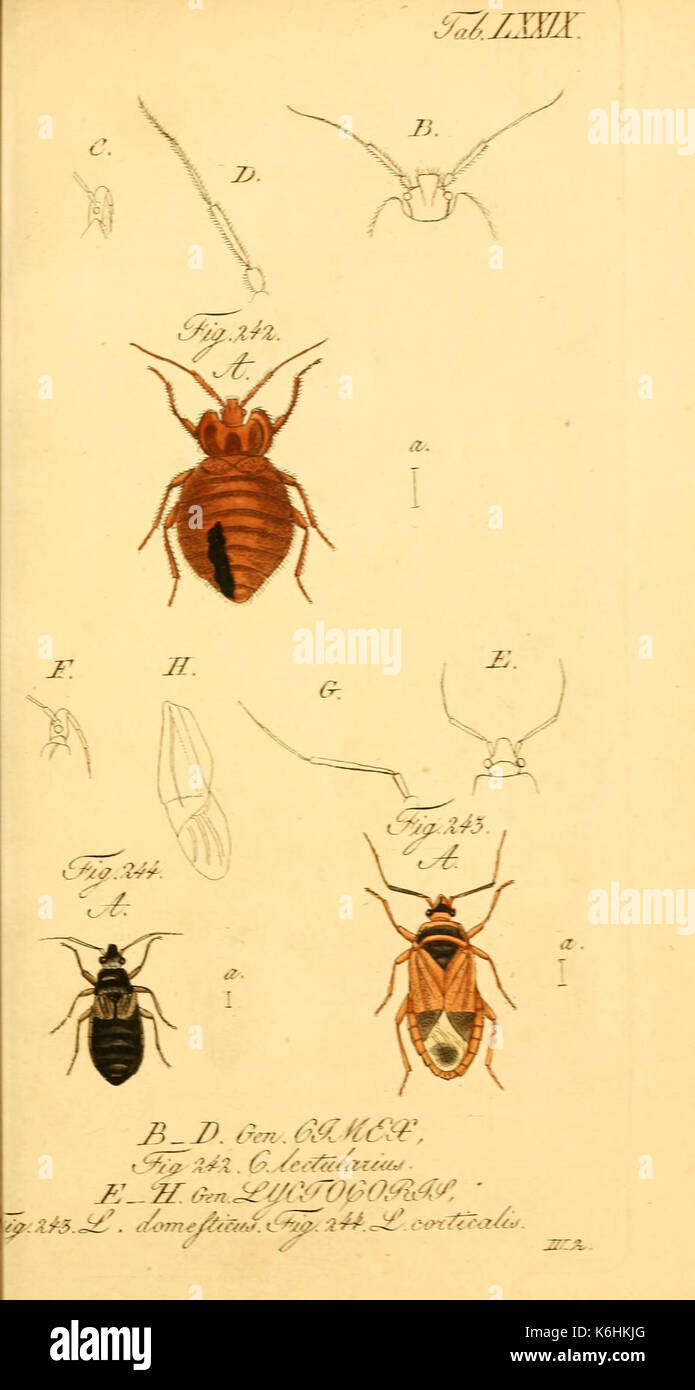 Die wanzenartigen Insecten (Tab. LXXIX) (6096015581 Stock Photo - Alamy