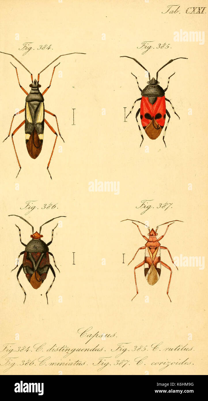 Die wanzenartigen Insecten (Tab. CXXI) (6096570246 Stock Photo - Alamy