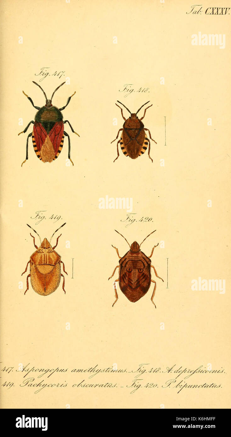 Die wanzenartigen Insecten (Tab. CXXXV) (6096028909 Stock Photo - Alamy