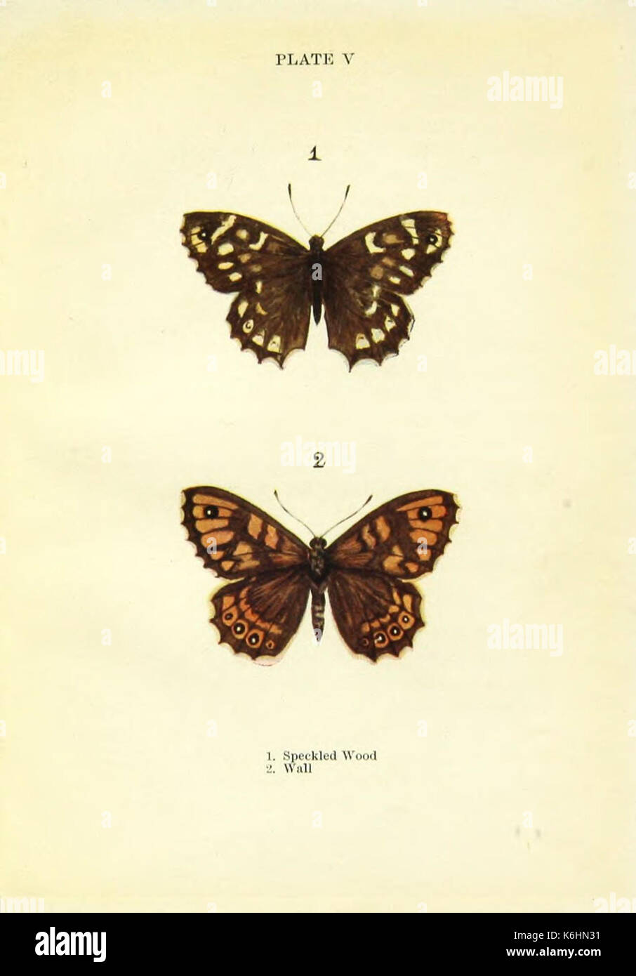 Moths art hi-res stock photography and images - Alamy