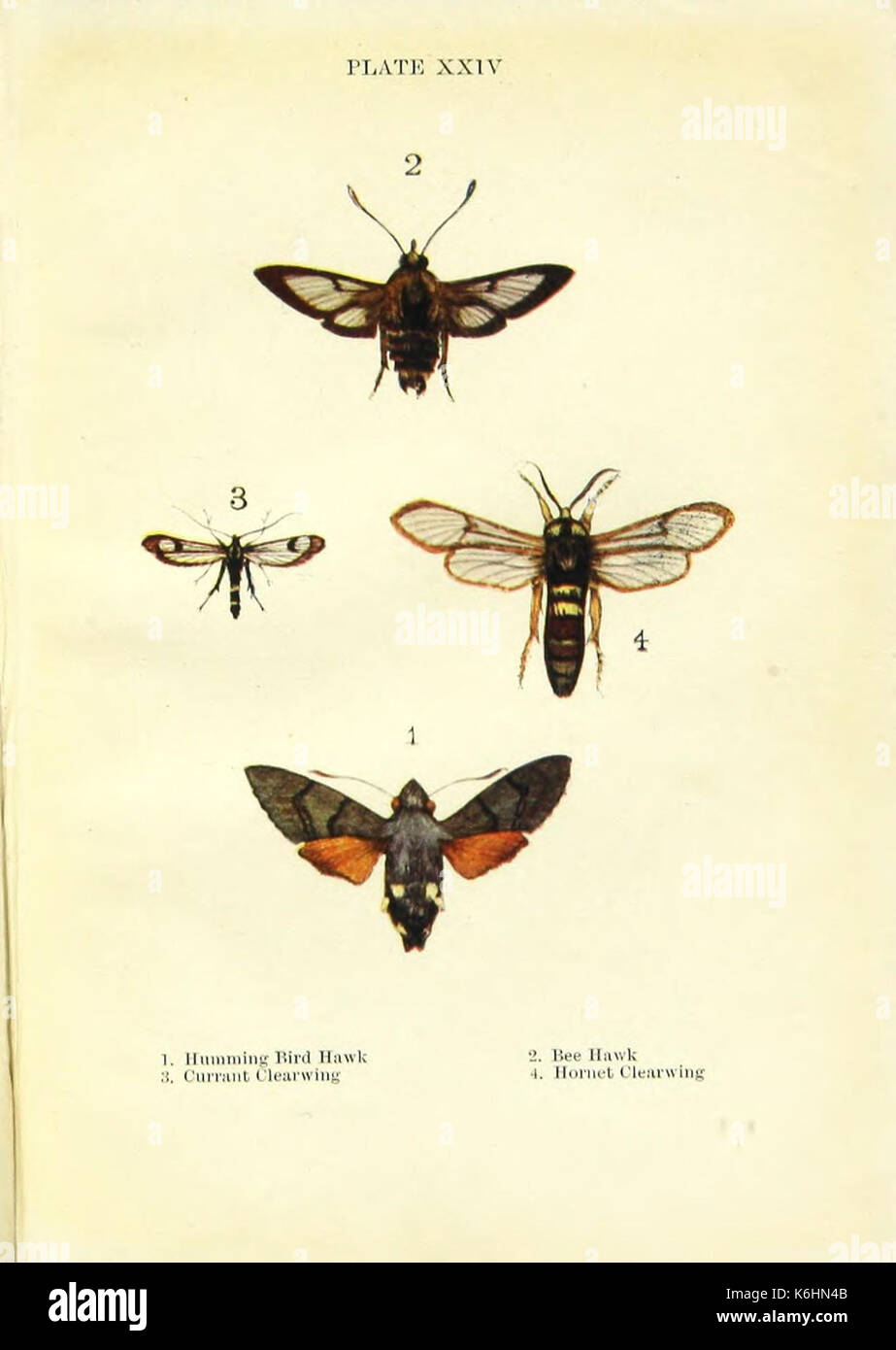 Diversity of entomological forms hi-res stock photography and images ...
