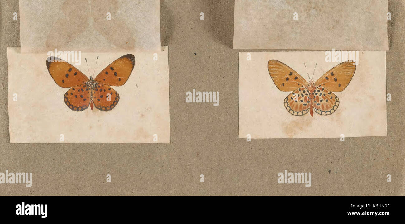 Butterflies collected in the Shire Valley, East Africa (Pl. (32b ...