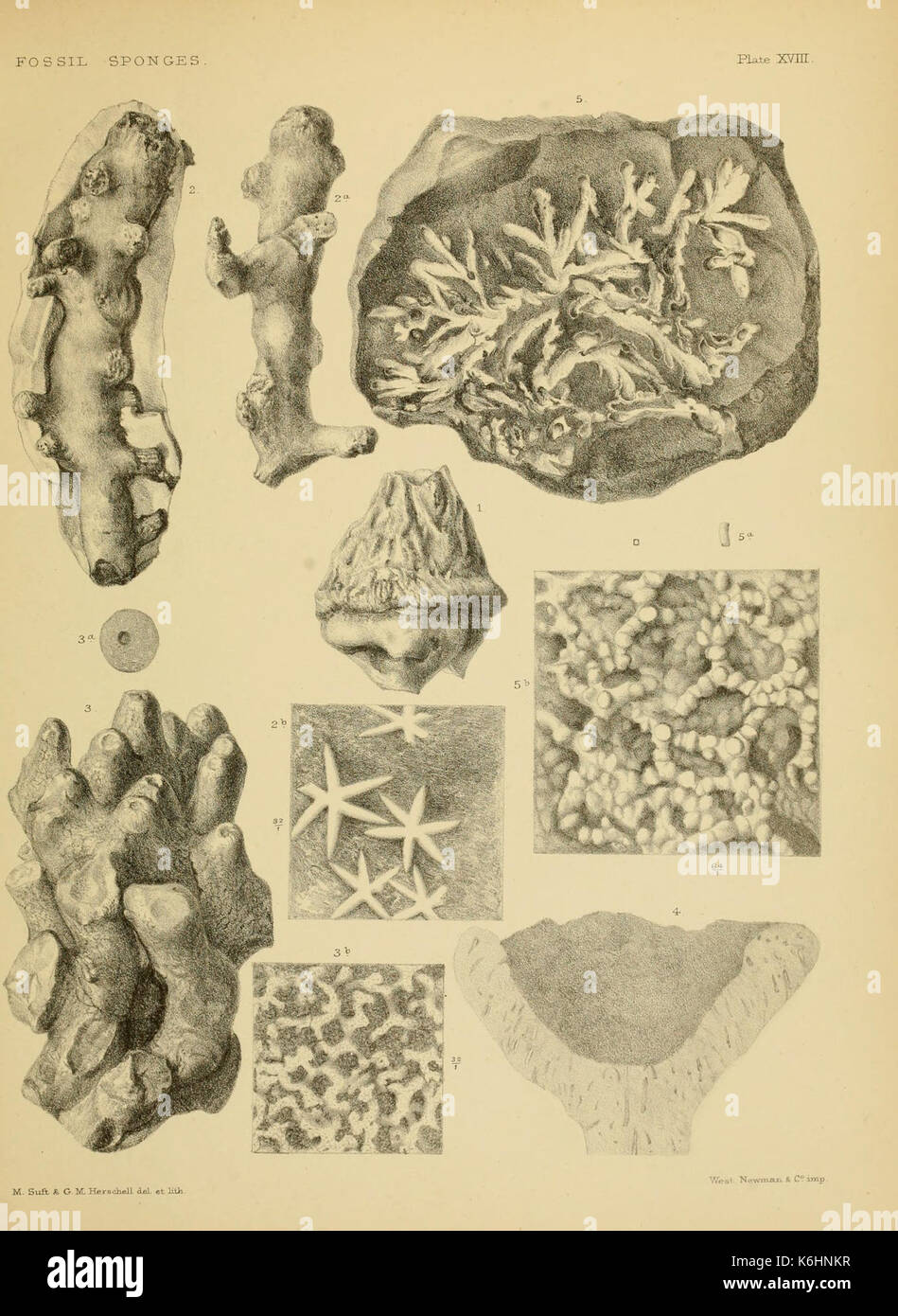 Catalogue of the fossil sponges in the Geological Department of the ...
