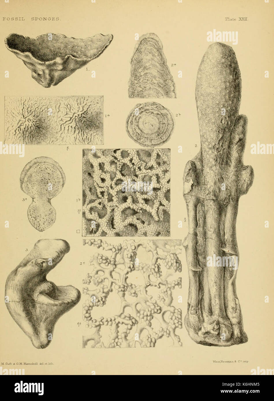 Catalogue of the fossil sponges in the Geological Department of the ...