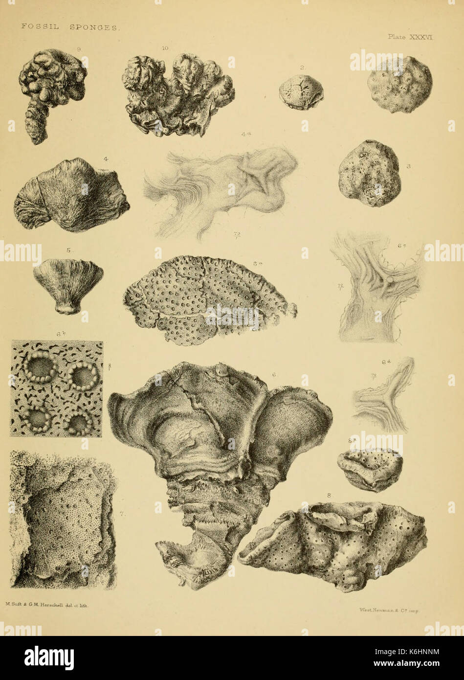 Catalogue of the fossil sponges in the Geological Department of the ...