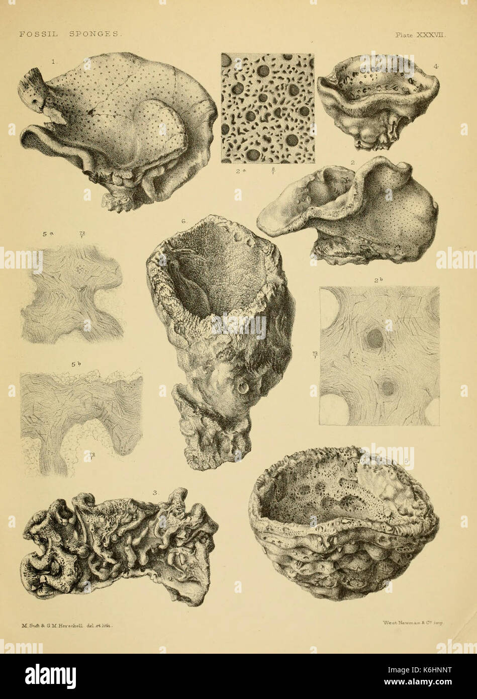 Catalogue of the fossil sponges in the Geological Department of the ...