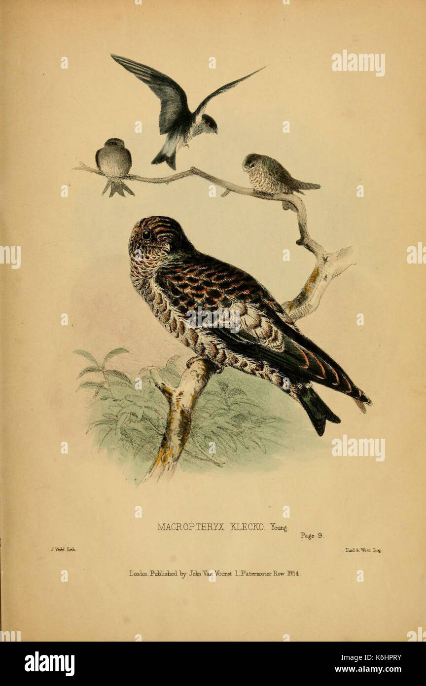 Contributions to the natural history of Labuan, and the adjacent coasts ...