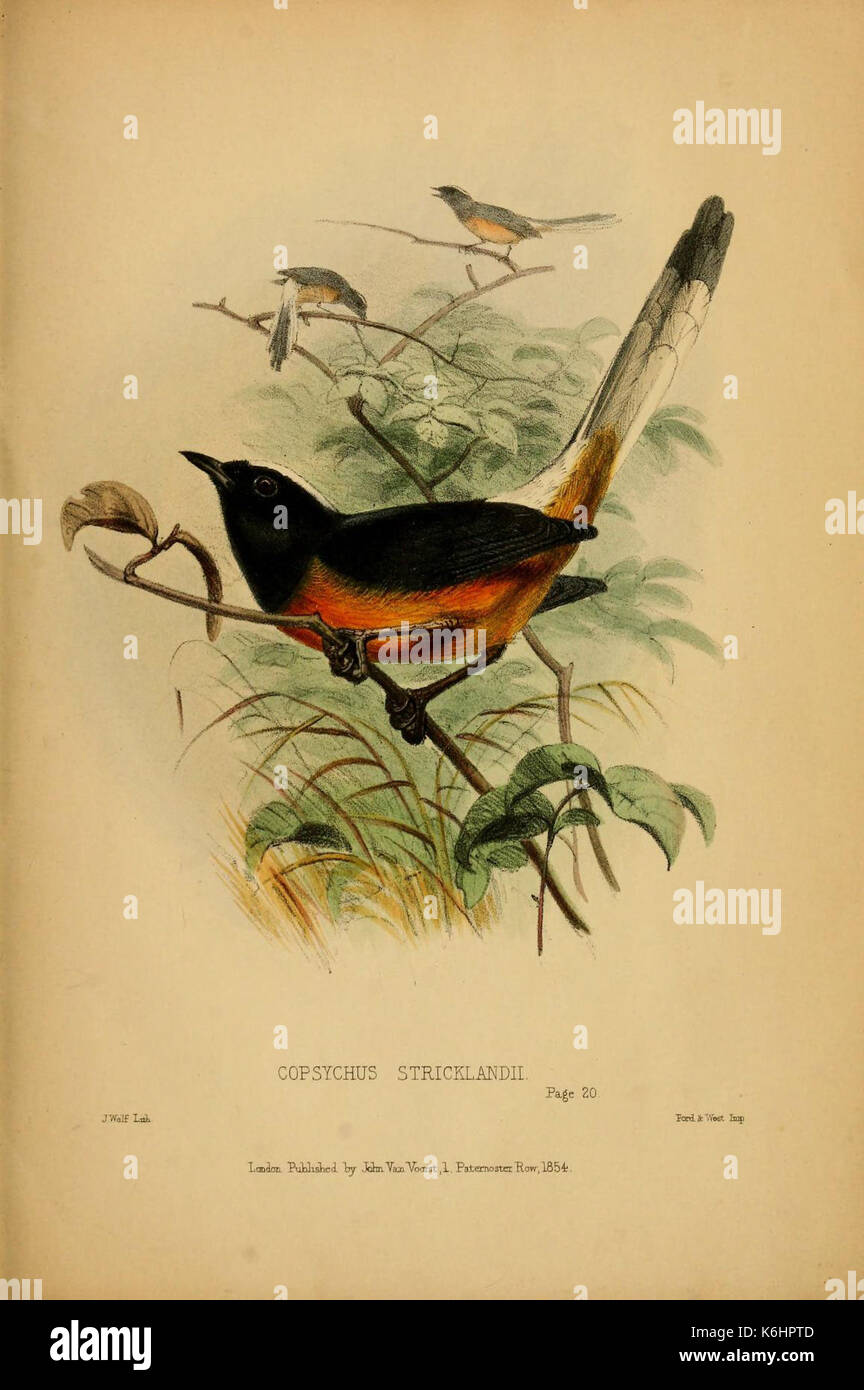Contributions to the natural history of Labuan, and the adjacent coasts ...