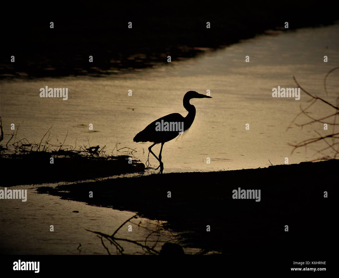 Beautiful wading birds hi-res stock photography and images - Alamy