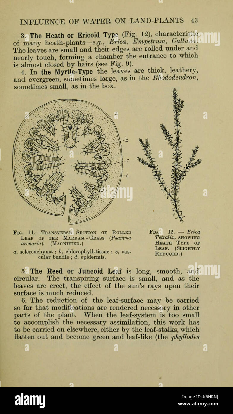 British native plants hi-res stock photography and images - Alamy