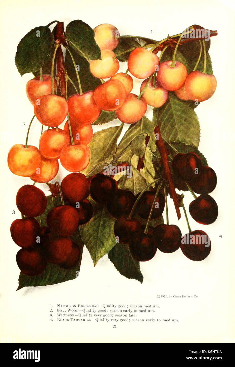Realistic fruit study hi-res stock photography and images - Alamy