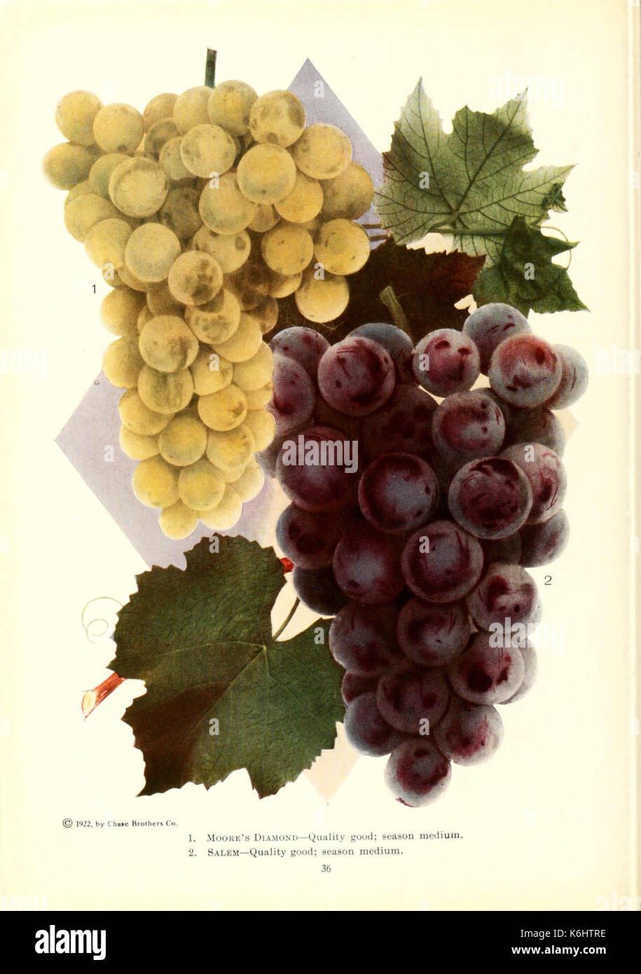 Naturalistic colors hi-res stock photography and images - Alamy