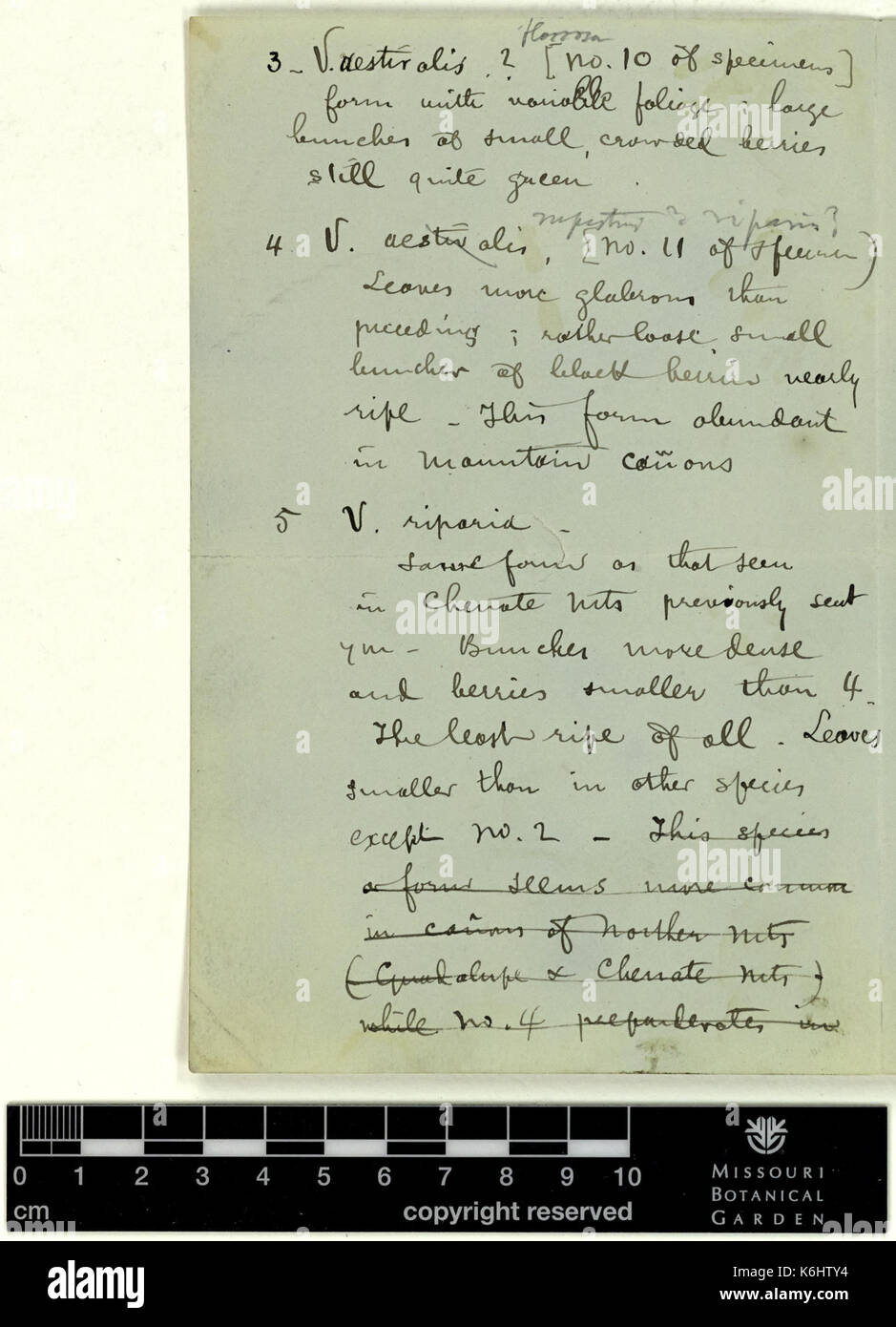 Correspondence Havard (Valery) and Engelmann (George) (Jan 22, 1884 (1 ...