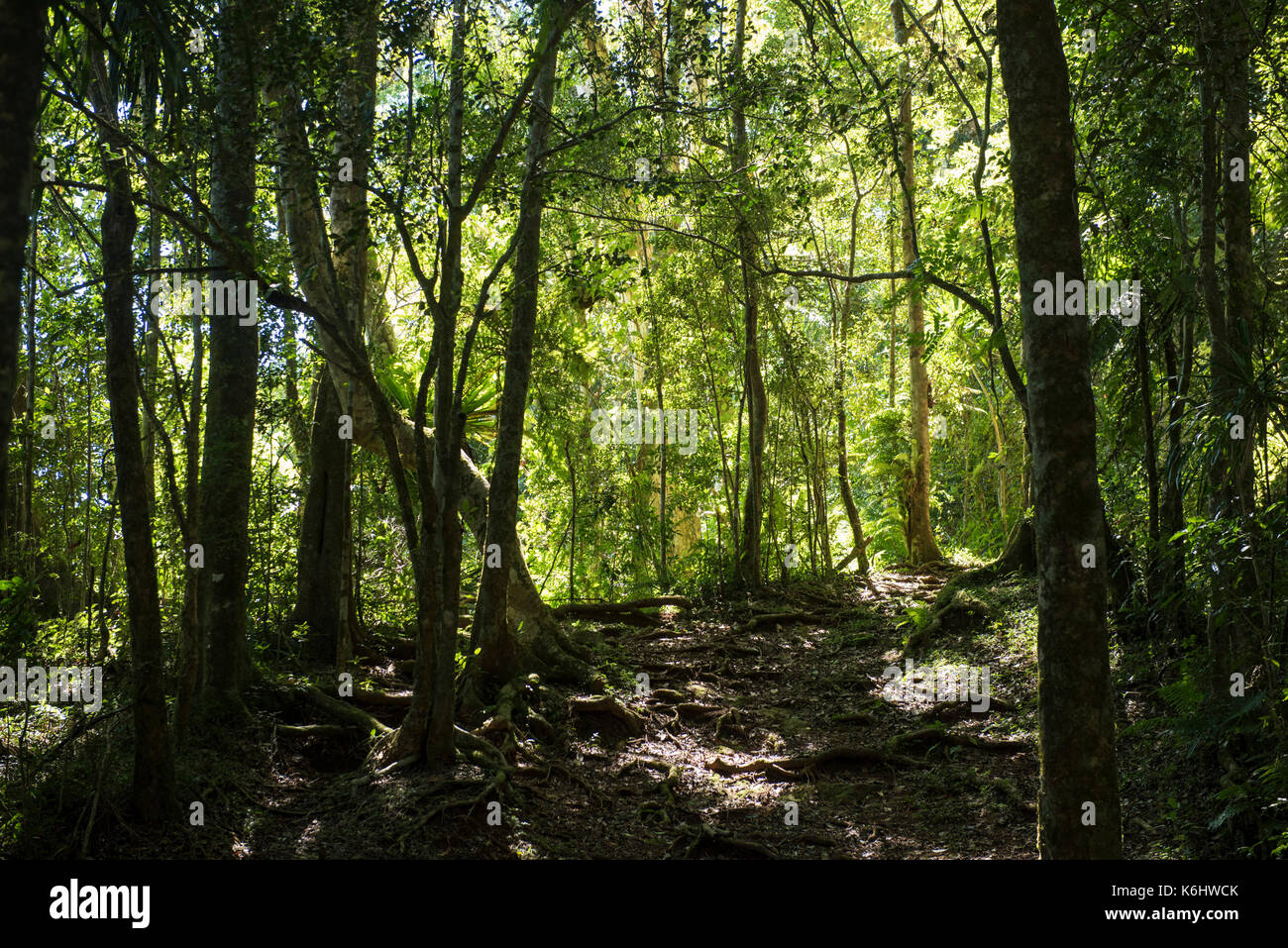 Forest path, Amber Mountain National Park, Madagascar Stock Photo - Alamy