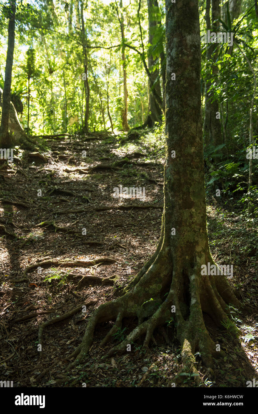 Forest path, Amber Mountain National Park, Madagascar Stock Photo - Alamy