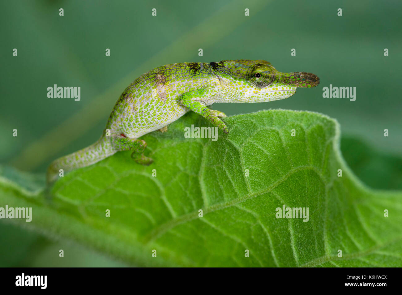 Blue-nosed chameleon, Calumma boettgeri, Amber Mountain National Park ...