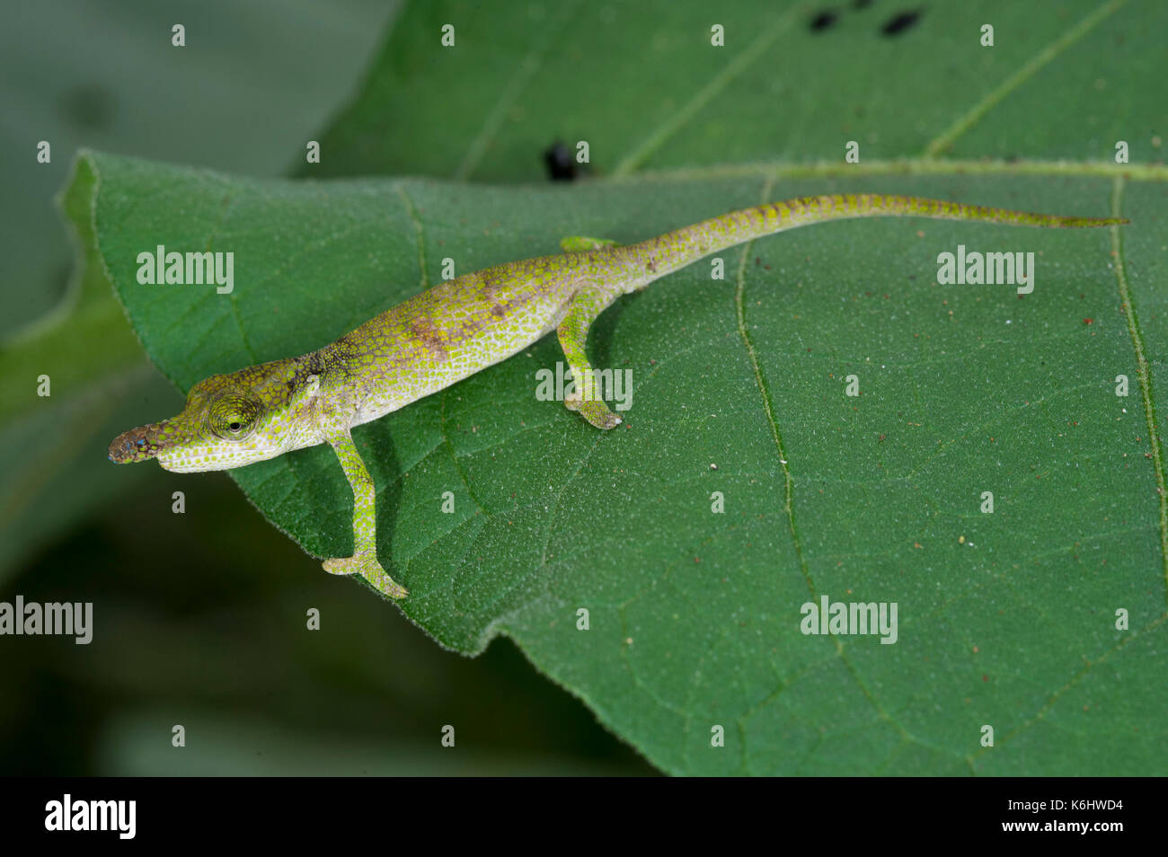 Blue-nosed chameleon, Calumma boettgeri, Amber Mountain National Park ...