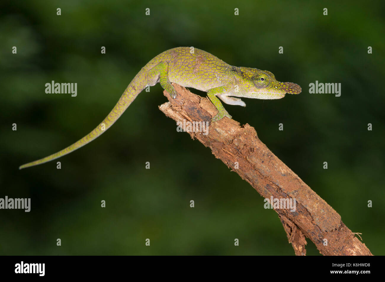 Blue-nosed chameleon, Calumma boettgeri, Amber Mountain National Park ...