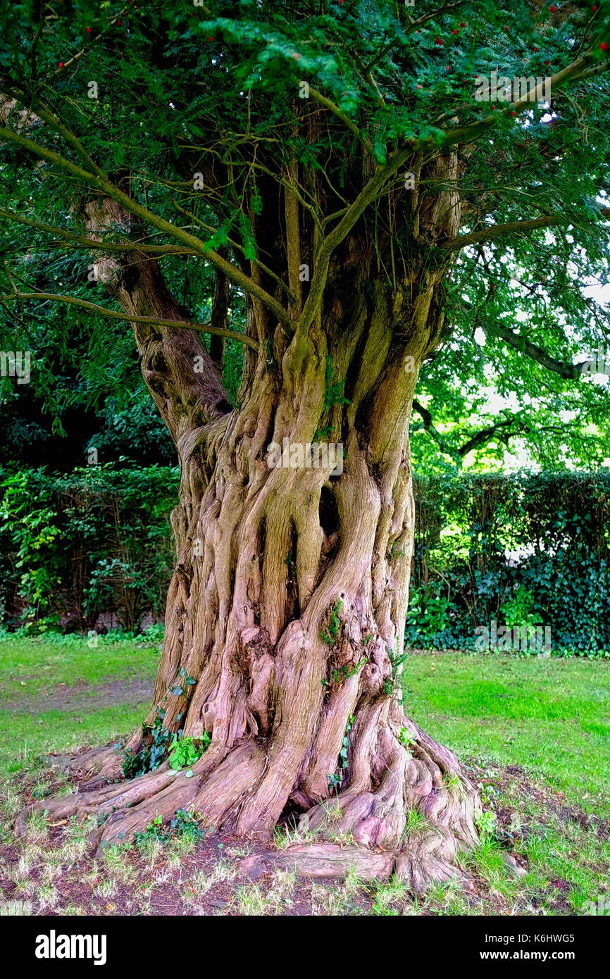 very old tree Stock Photo - Alamy