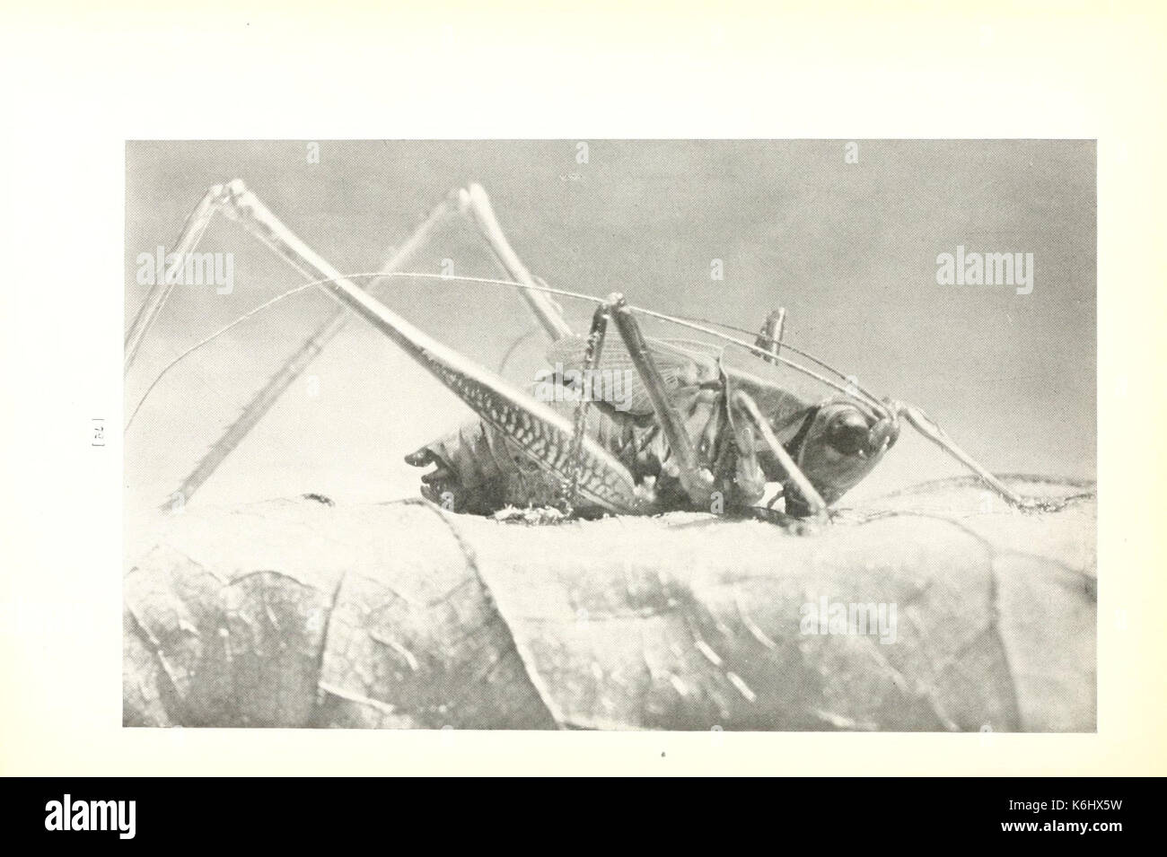 Literary monsters hi-res stock photography and images - Alamy