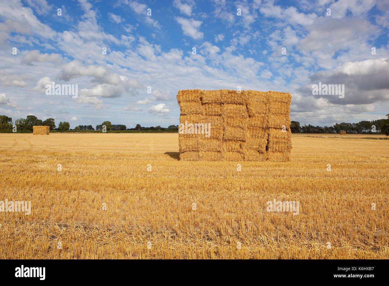 a tall stack of straw bales in a harvested wheat field with woodland ...