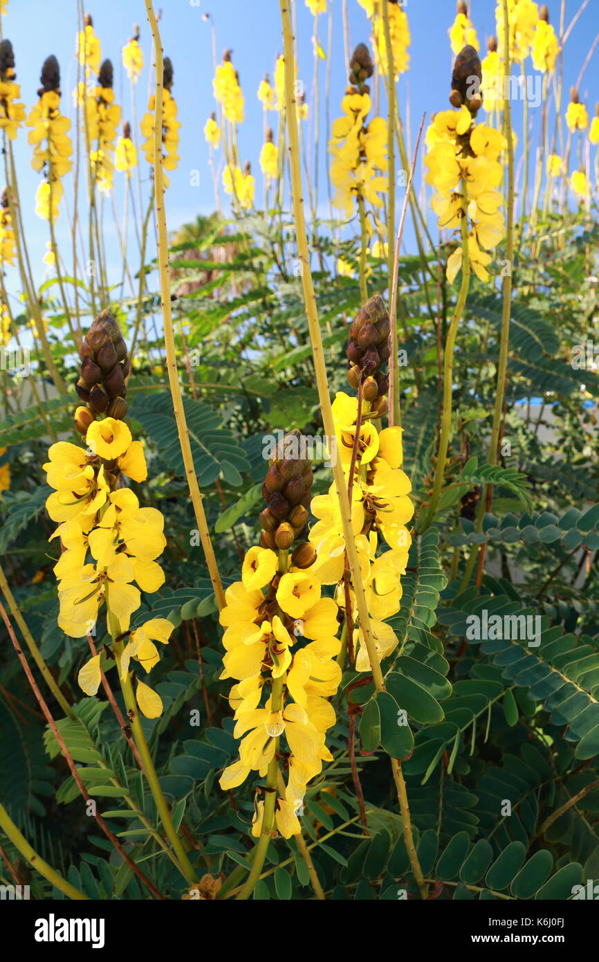 Yellow rods hi-res stock photography and images - Alamy