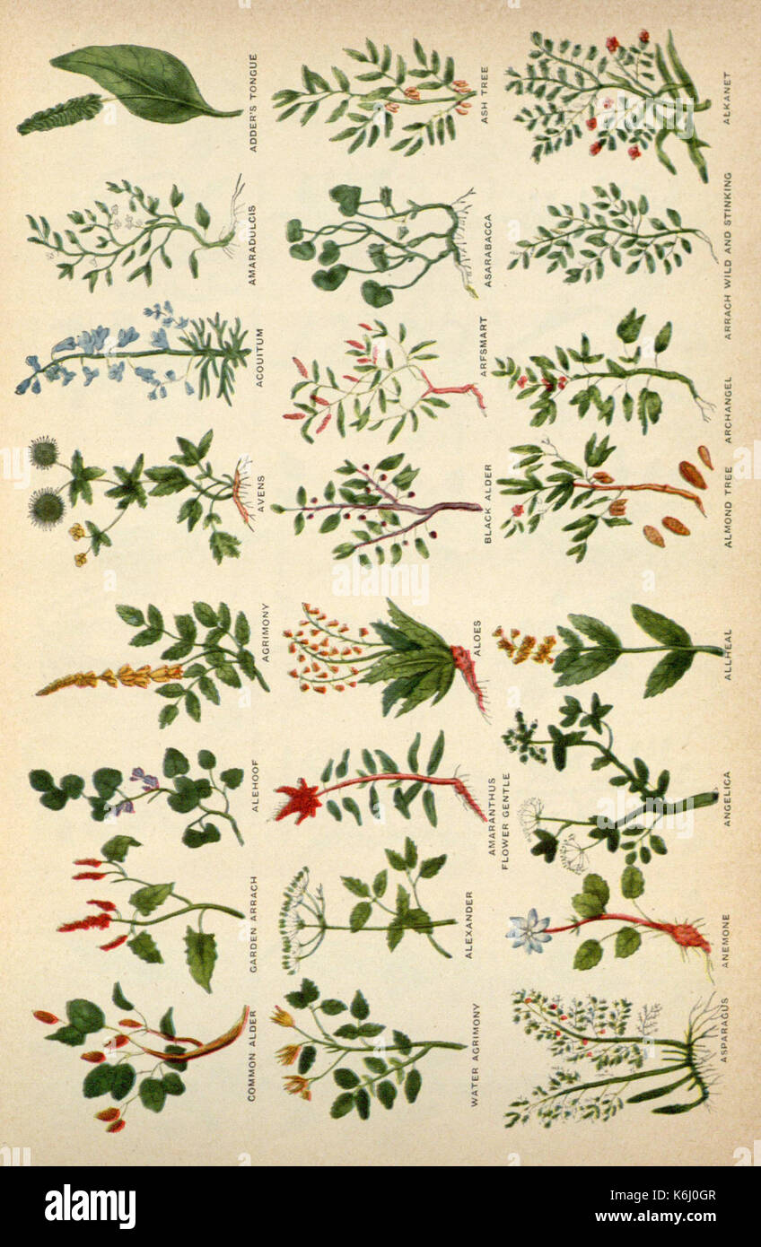 Culpeper's complete herbal BHL4747040 Stock Photo - Alamy