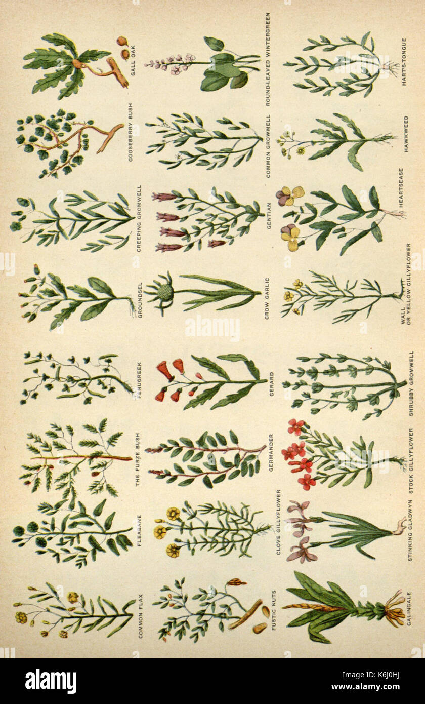 Culpeper's complete herbal BHL4747045 Stock Photo - Alamy