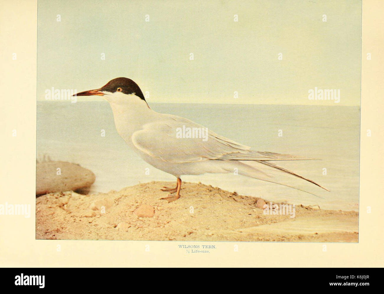 Birds that hunt and are hunted (6301734573 Stock Photo - Alamy