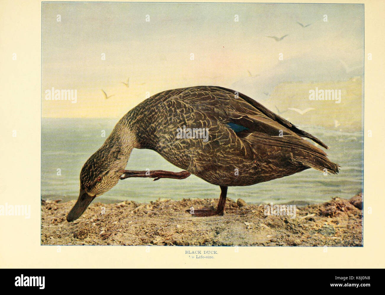 Birds that hunt and are hunted (6302261998 Stock Photo - Alamy