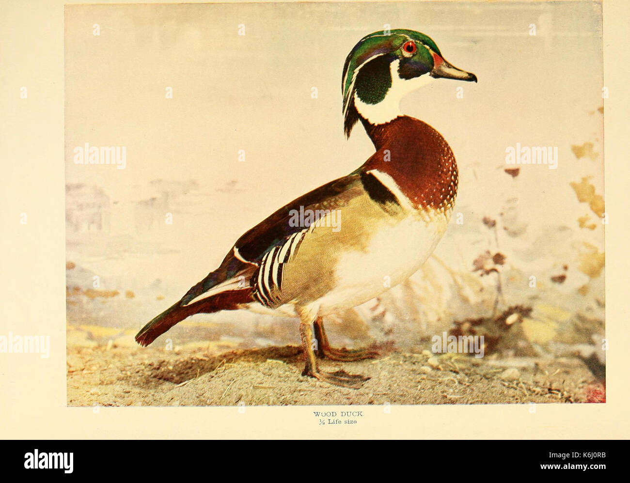 Birds that hunt and are hunted (6301736669 Stock Photo - Alamy