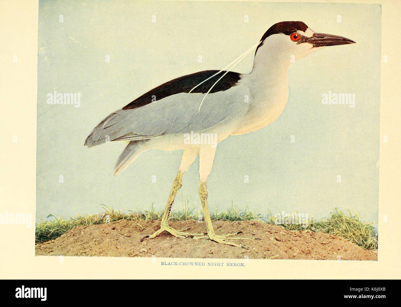 Birds that hunt and are hunted (6301738017 Stock Photo - Alamy
