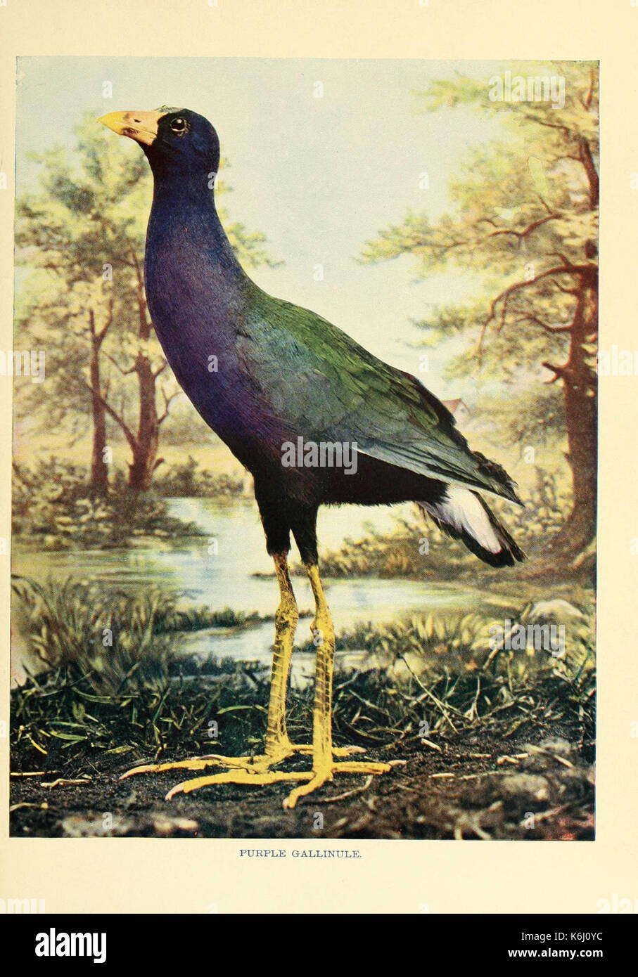 Birds that hunt and are hunted (6301738489 Stock Photo - Alamy