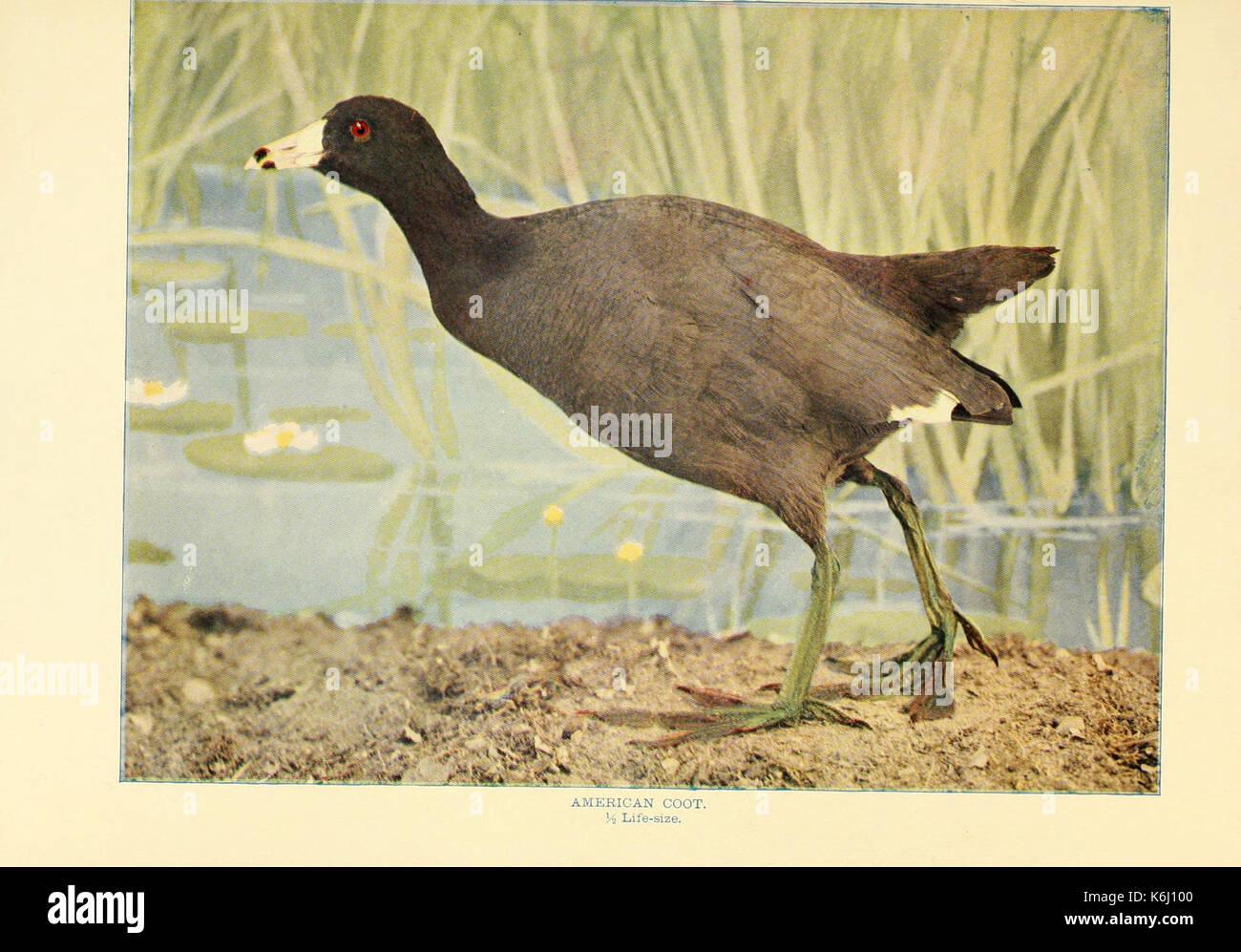 Birds that hunt and are hunted (6302264658 Stock Photo - Alamy