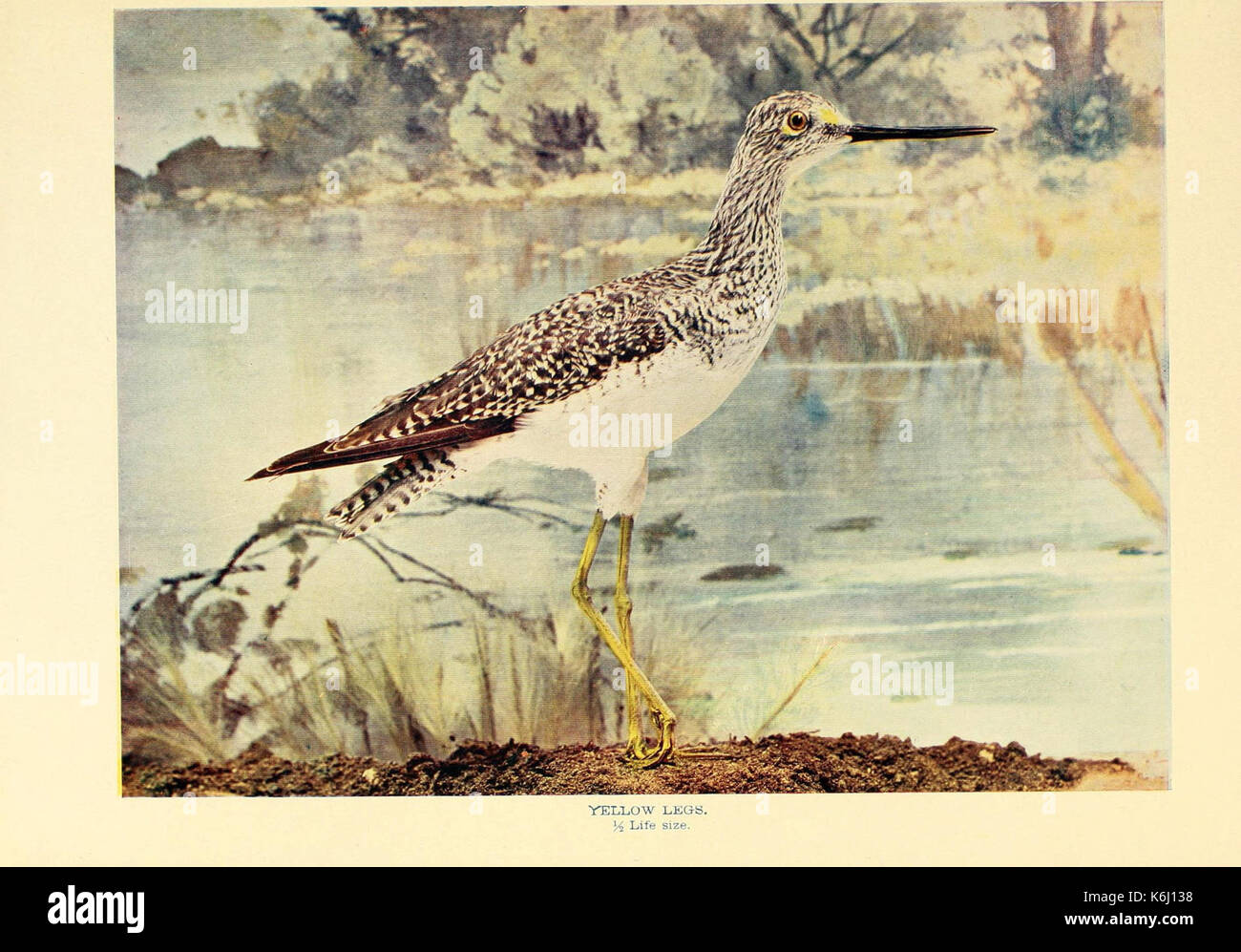 Birds that hunt and are hunted (6302265762 Stock Photo - Alamy