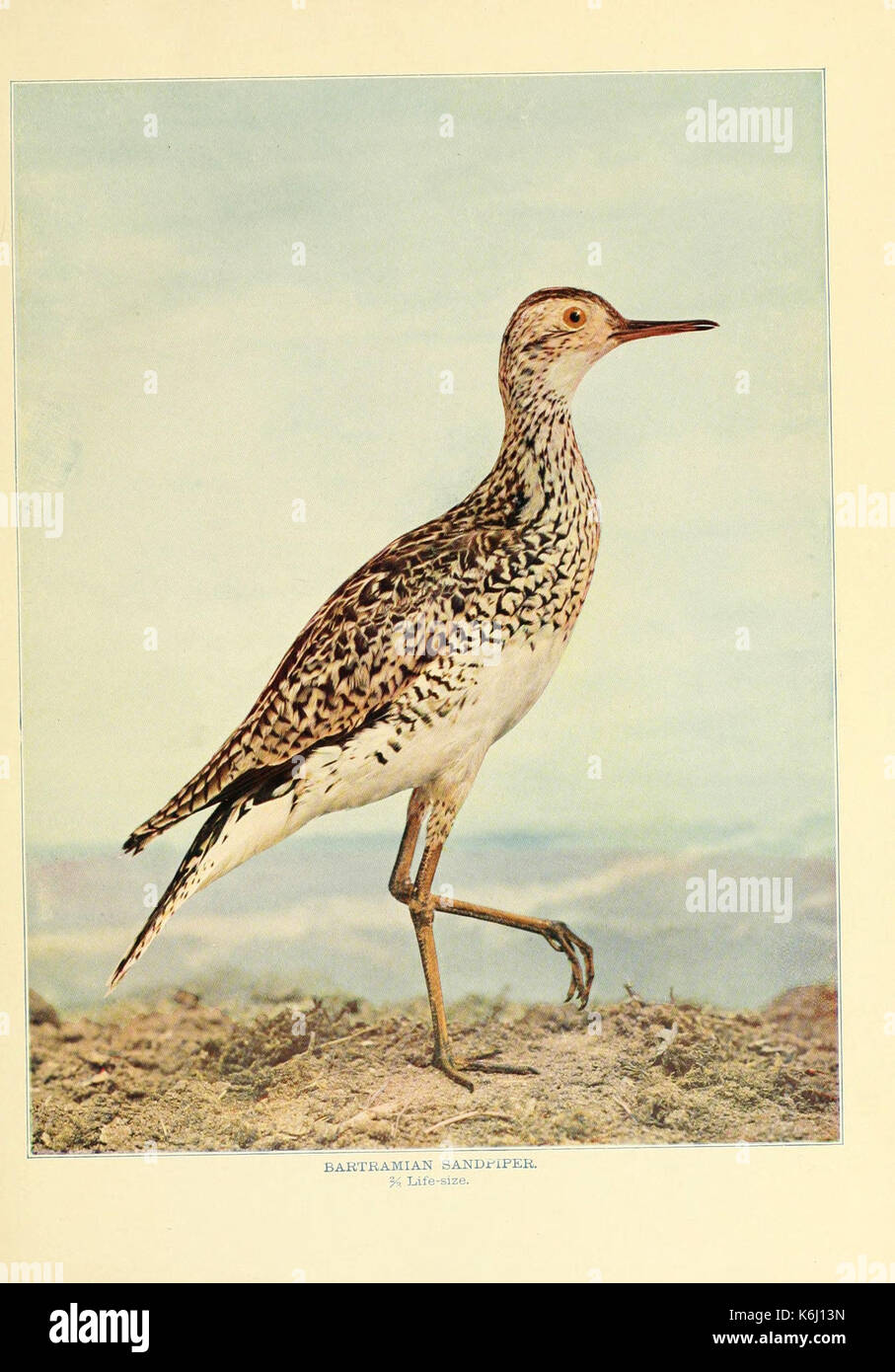 Birds that hunt and are hunted (6302266058 Stock Photo - Alamy