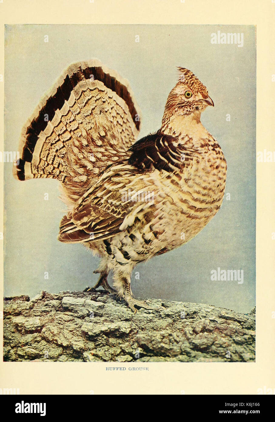 Birds that hunt and are hunted (6301741253 Stock Photo - Alamy