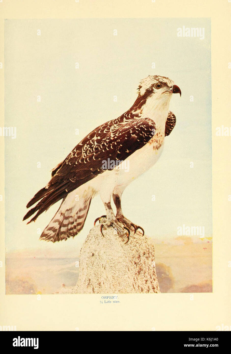 Birds that hunt and are hunted (6302268884 Stock Photo - Alamy