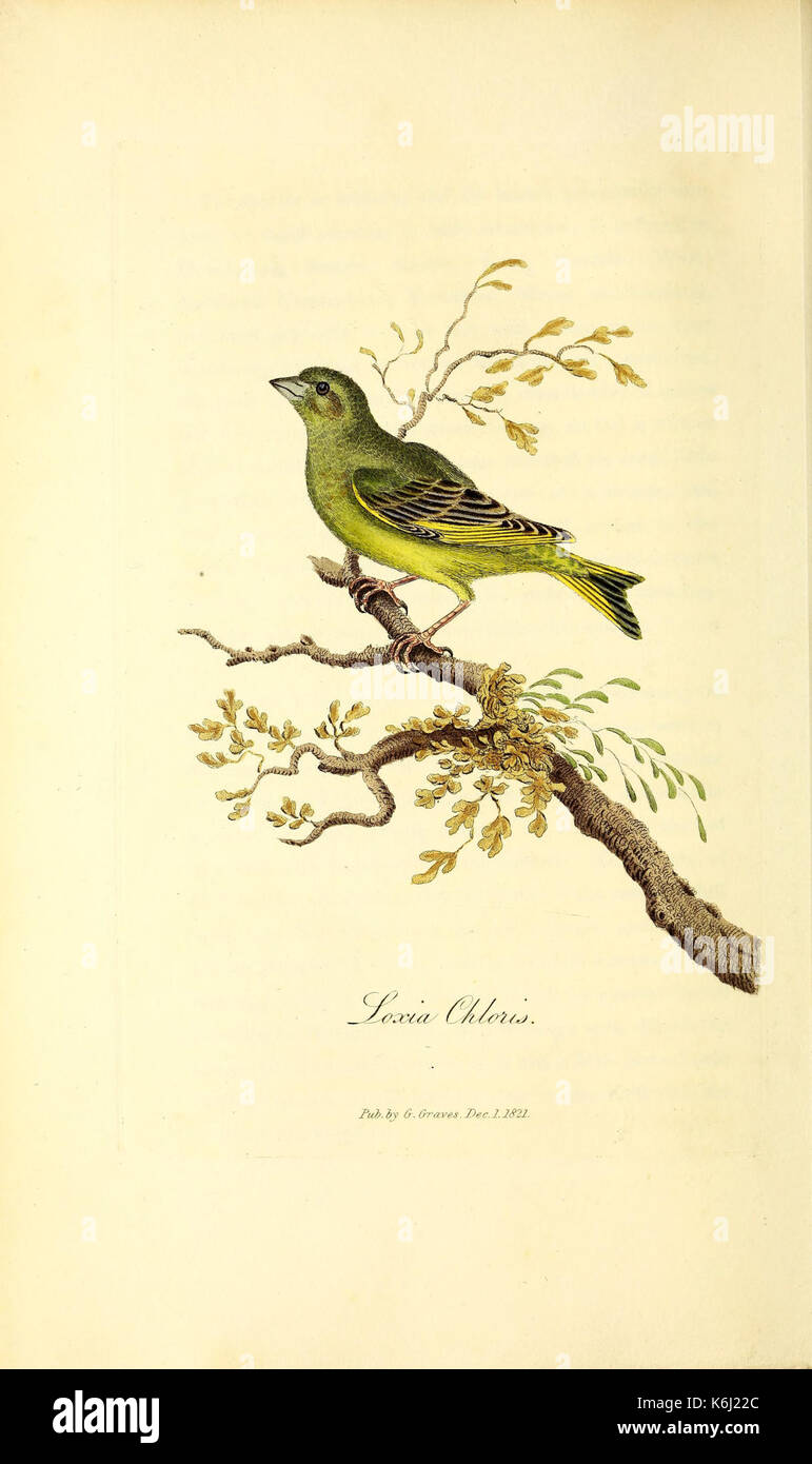 British birds journal hi-res stock photography and images - Alamy