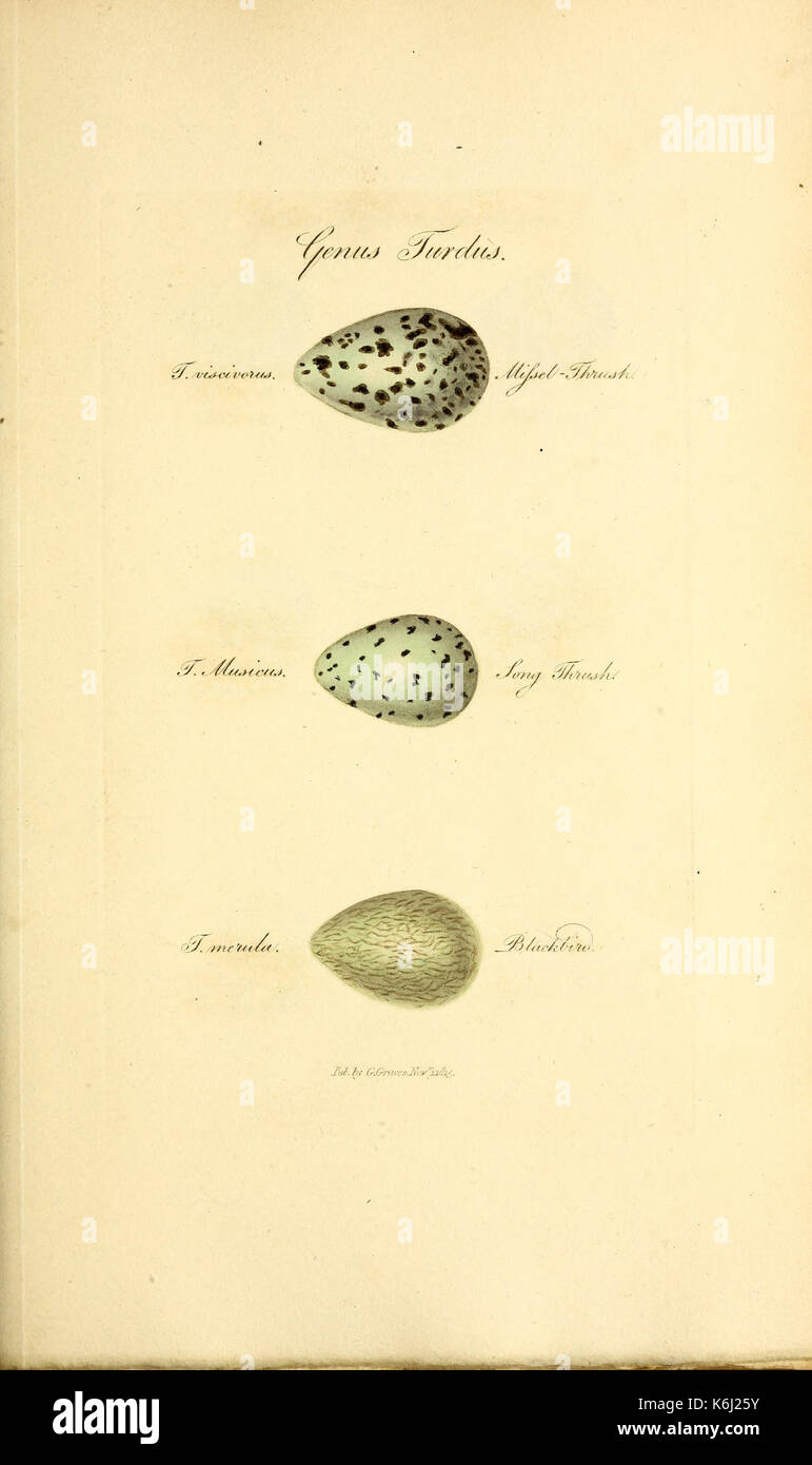 British Ornithology is a comprehensive work on the study of bird ...