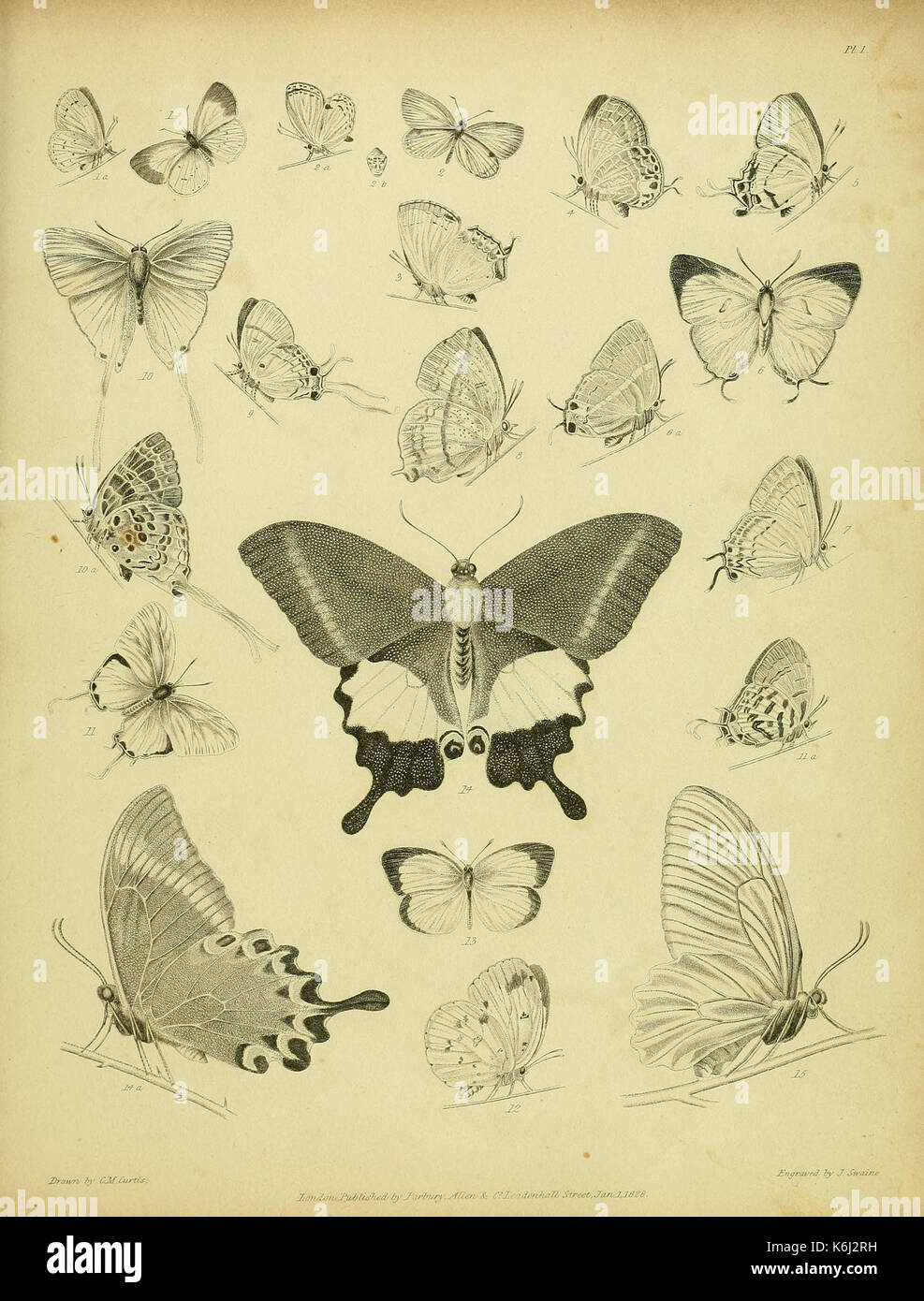 Descriptive catalogue of the lepidopterous insects contained in the ...