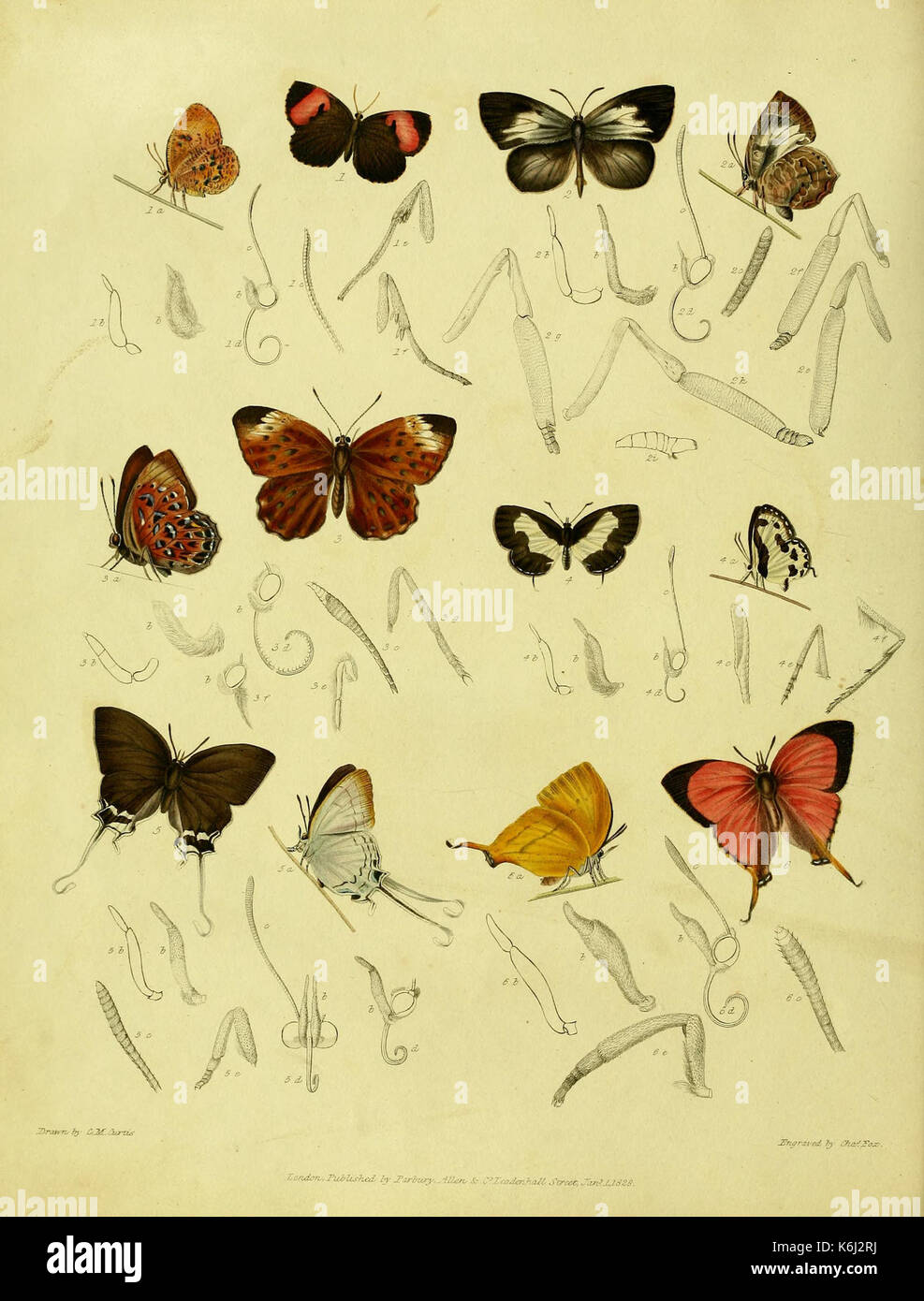 Descriptive catalogue of the lepidopterous insects contained in the ...