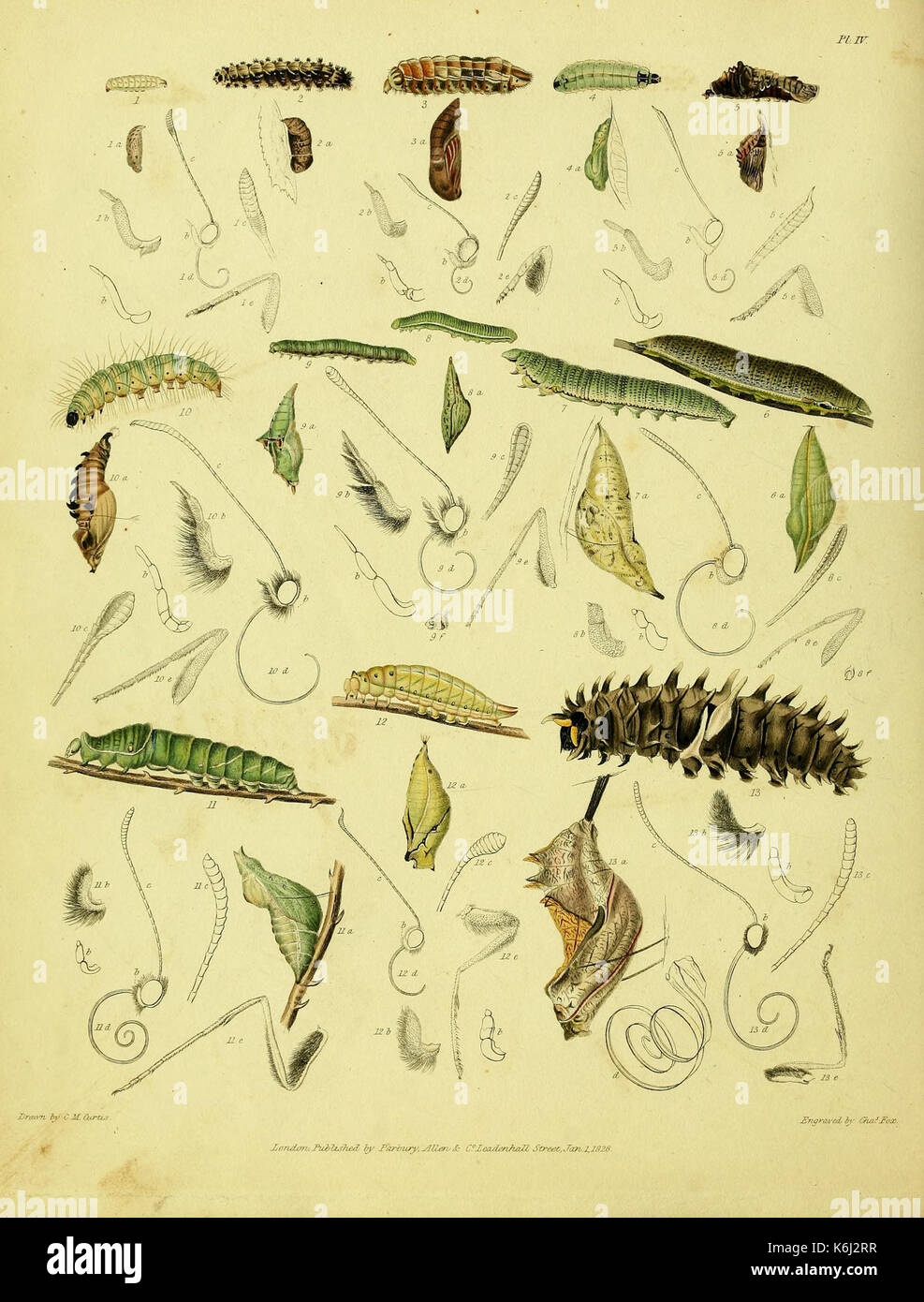 Descriptive catalogue of the lepidopterous insects contained in the ...