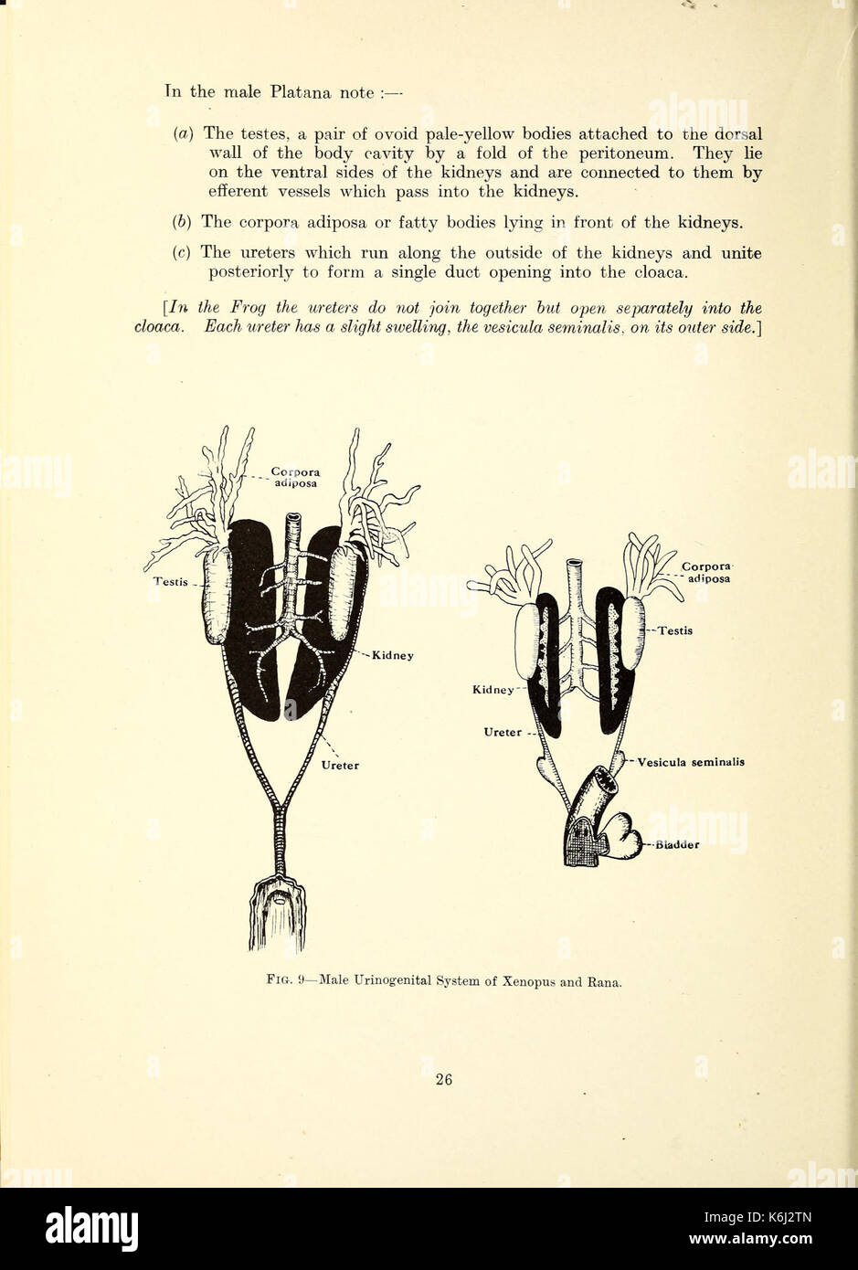 Dissection of the platana and the frog (Page 26, Fig. 9) BHL41749764 ...
