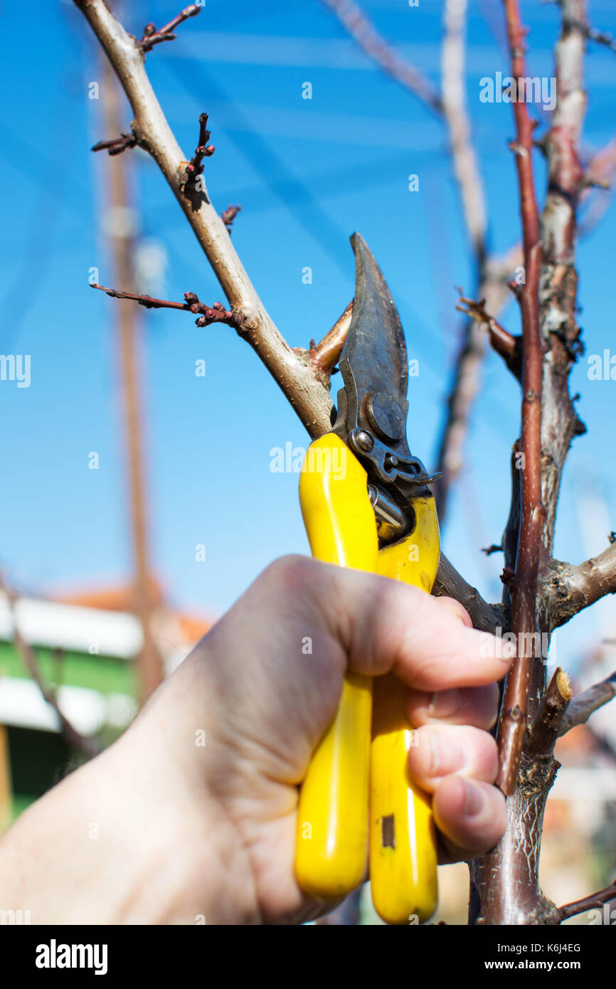 Male hand pruning fruit before the start of spring Stock Photo - Alamy