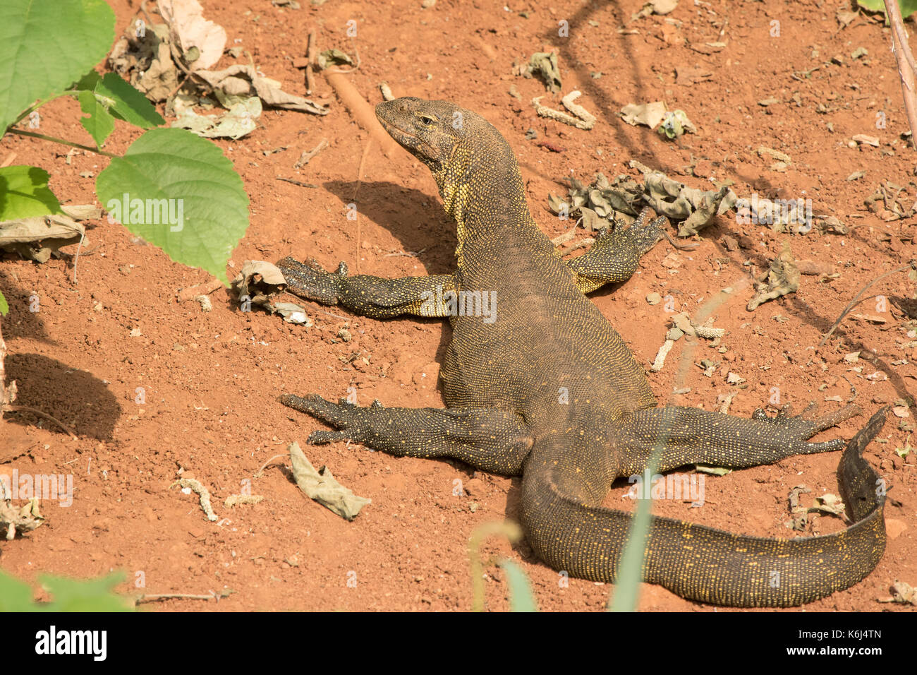 water monitor which lies on the shore of Lake Victoria on a sandy beach ...
